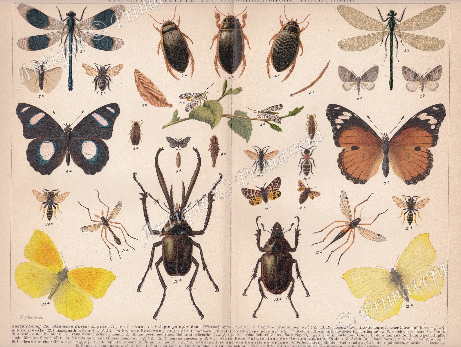 1898 Natural Selection of Insects Selections in Relation of - Etsy