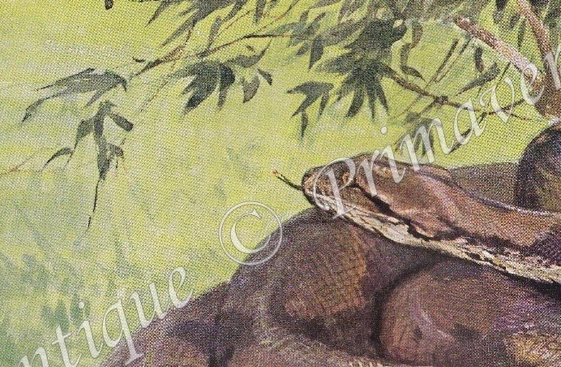 1958 Watching Reticulated Python Python Reticulatus the | Etsy