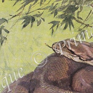 1958 Watching Reticulated Python Python Reticulatus the Largest Snake ...