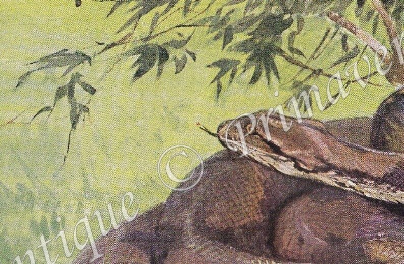 1958 Watching Reticulated Python Python Reticulatus the | Etsy