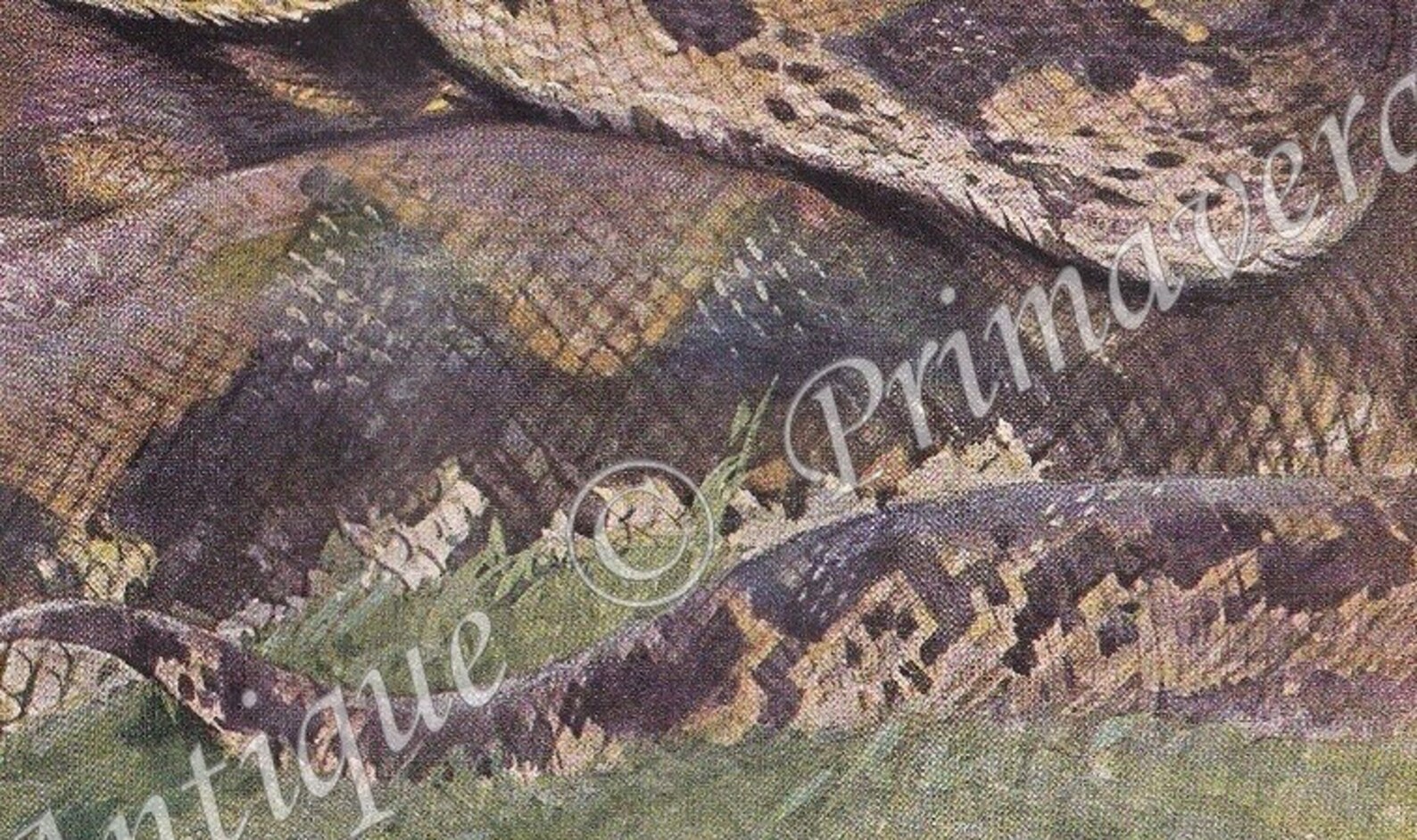 1958 Watching Reticulated Python Python Reticulatus the | Etsy