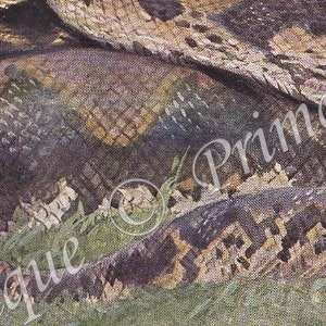 1958 Watching Reticulated Python Python Reticulatus the Largest Snake ...