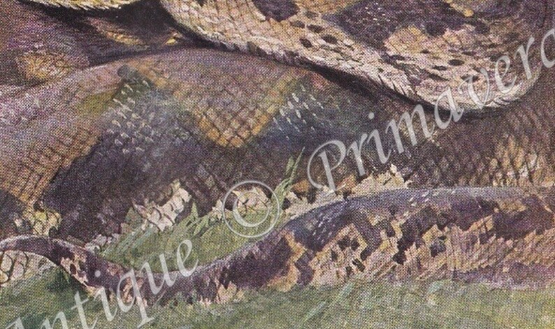 1958 Watching Reticulated Python Python Reticulatus the | Etsy