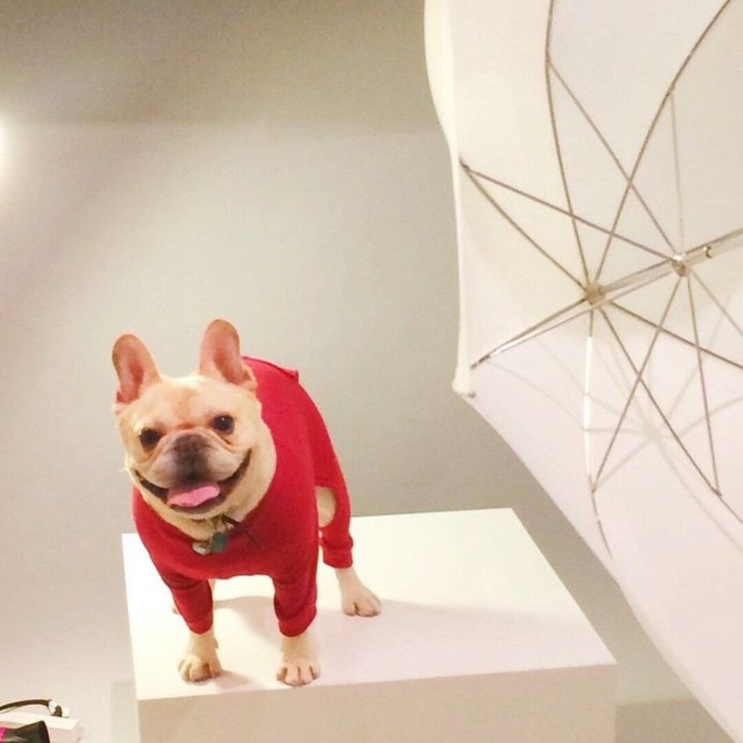 Doggy Long Johns. Organic Cotton Onesies With a Square Hatch. Made in ...