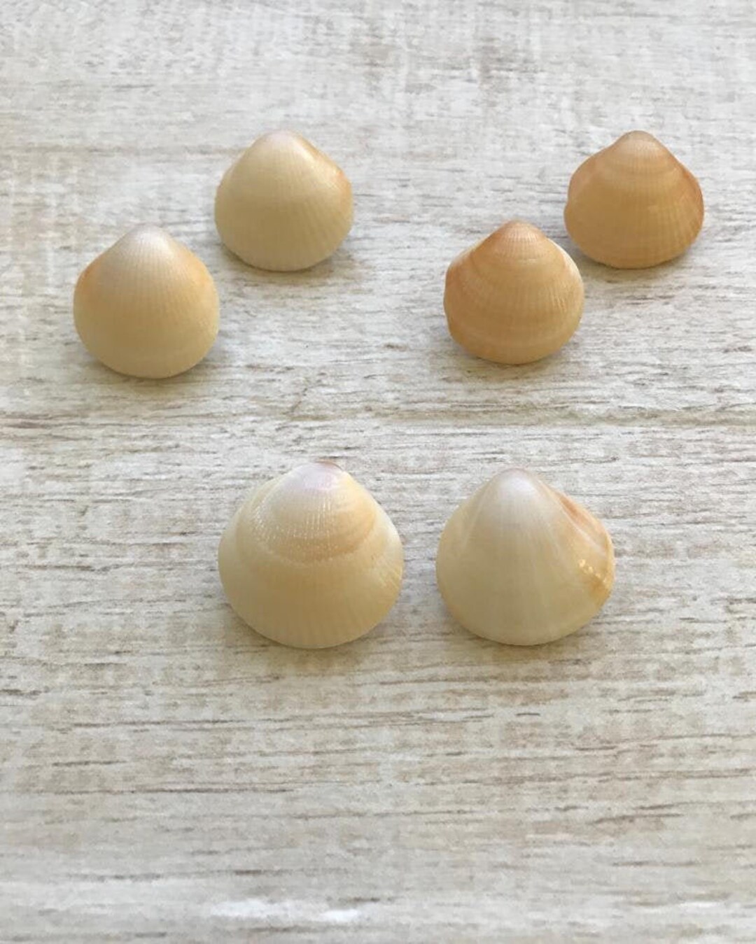 Real Shell Earrings Beach Jewelry Mermaid Costume Ocean Nature Surfer ...