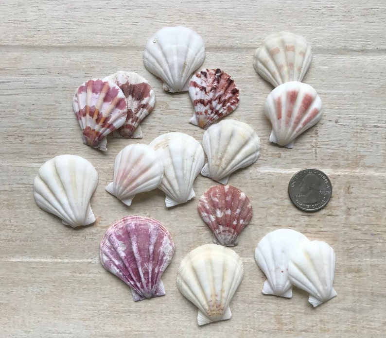 Shell Hair Clip Beach Mermaid Ocean Birthday Pool Party Favor Music ...