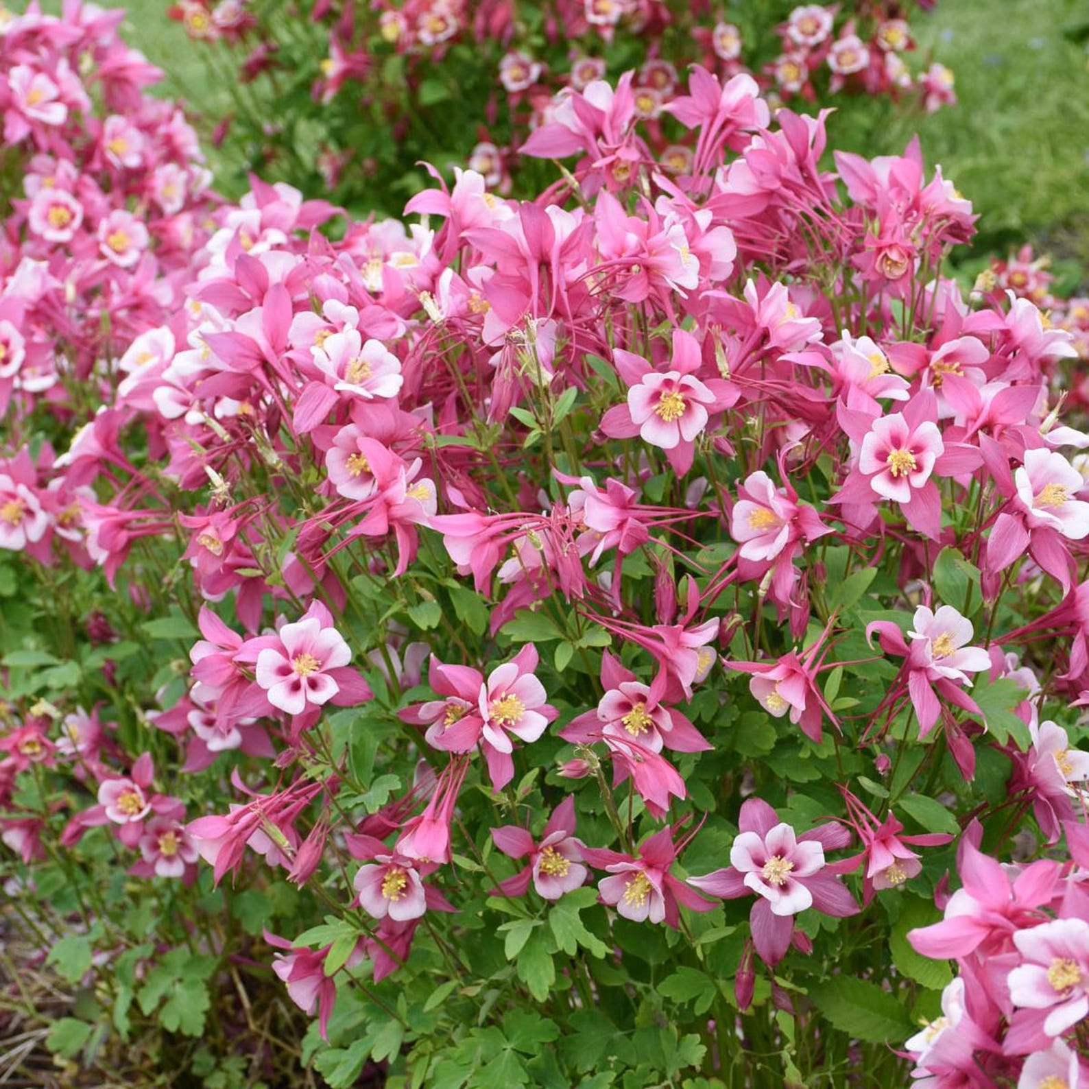 Aquilegia 'KIRIGAMI ROSE & PINK' - Columbine. Perennial. Plant. - Etsy