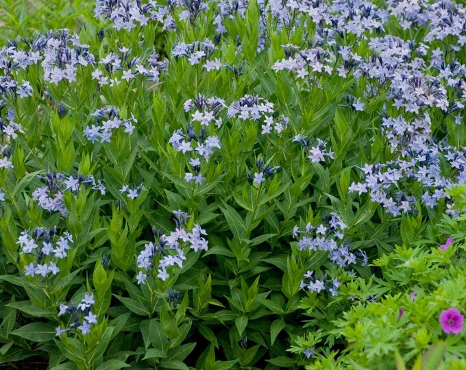 Amsonia 'string Theory' Blue Star Live Native Perennial Plant - Etsy