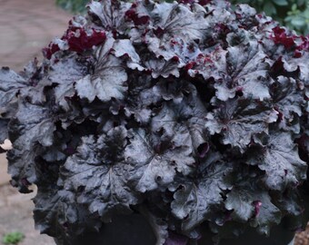 3 Heuchera FRILLY Perennial Coral Bells Starter Plant Plugs - Etsy