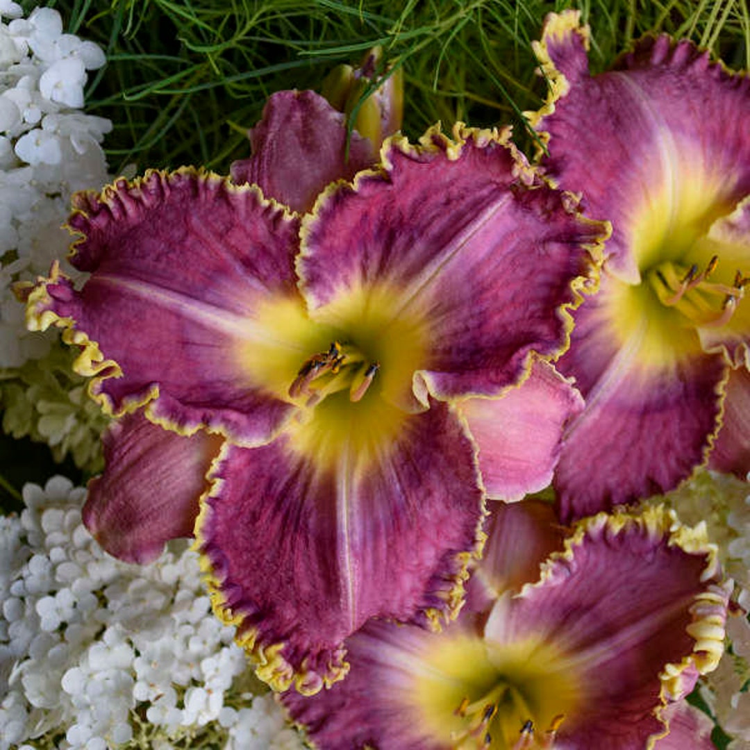 HEMEROCALLIS 'RASPBERRY ECLIPSE' Daylily. Perennial. - Etsy