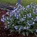PULMONARIA 'TWINKLE TOES'. Lungwort. Perennial. Plant. - Etsy