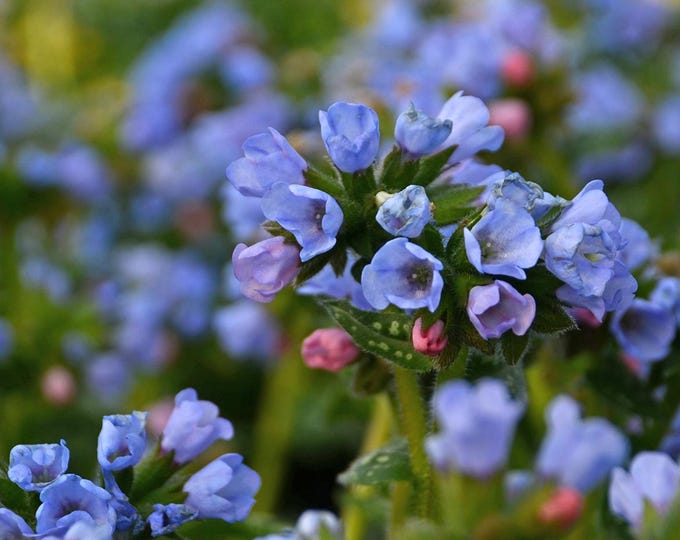 PULMONARIA 'TWINKLE TOES'. Lungwort. Perennial. Plant. - Etsy