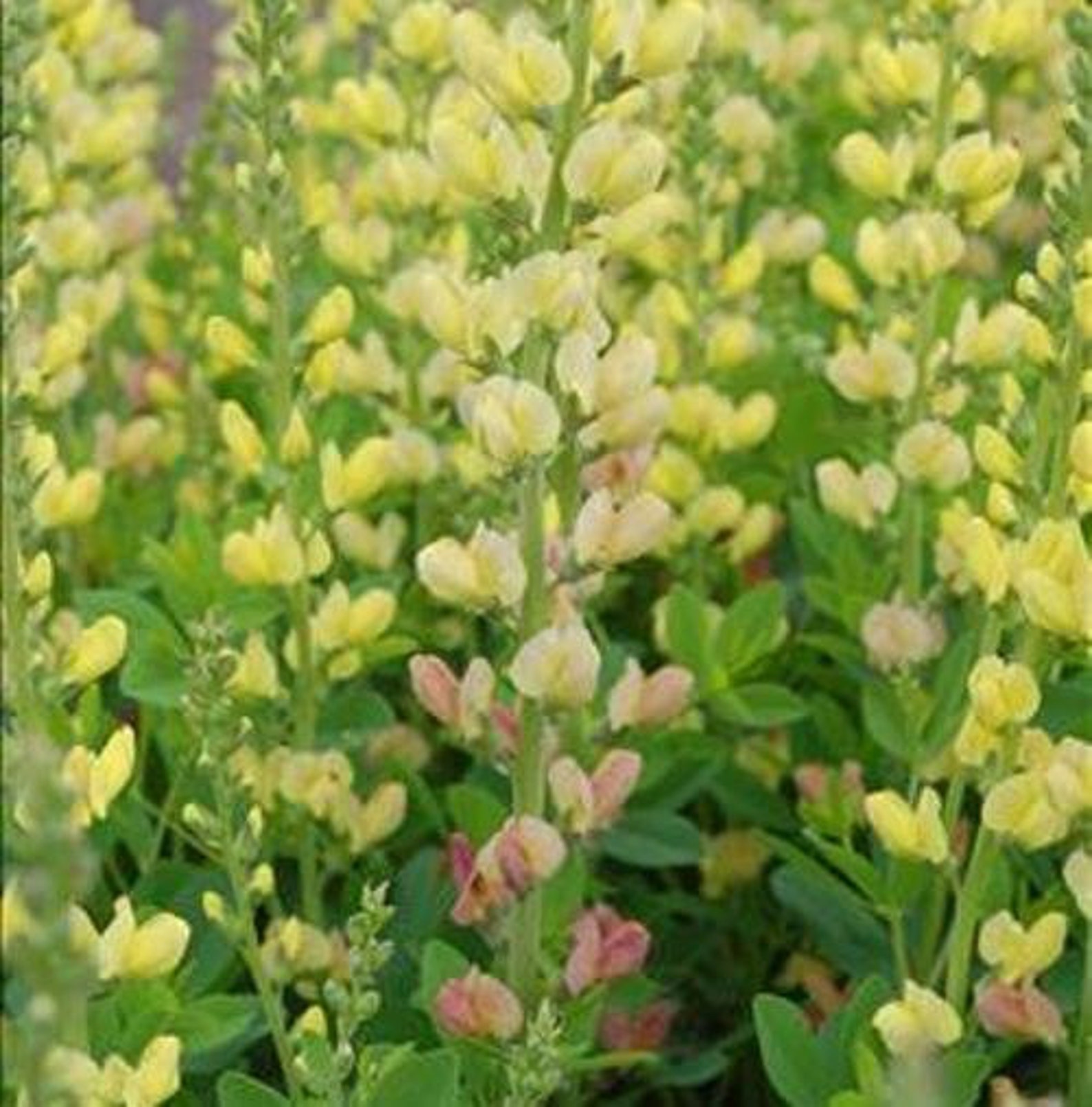 BAPTISIA 'SOLAR FLARE' False Indigo. Perennial. Plant. - Etsy