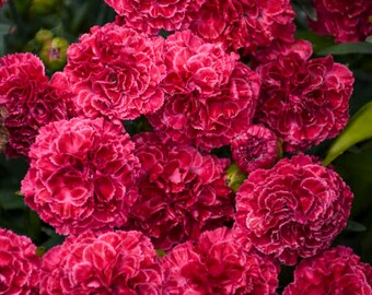 MadeByBirdSongFarm - Etsy