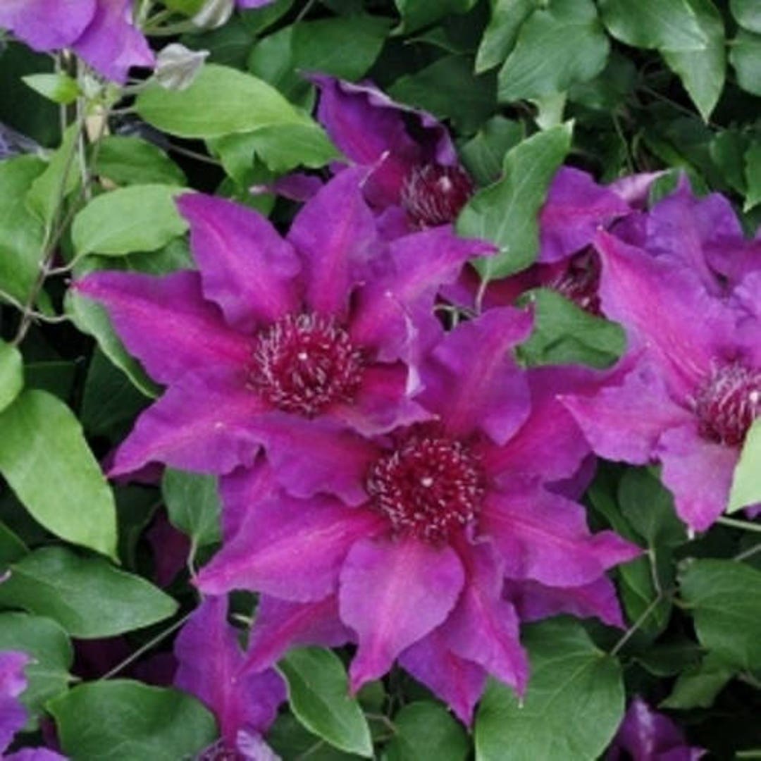 CLEMATIS 'FLEURI'. Plant. Perennial. - Etsy