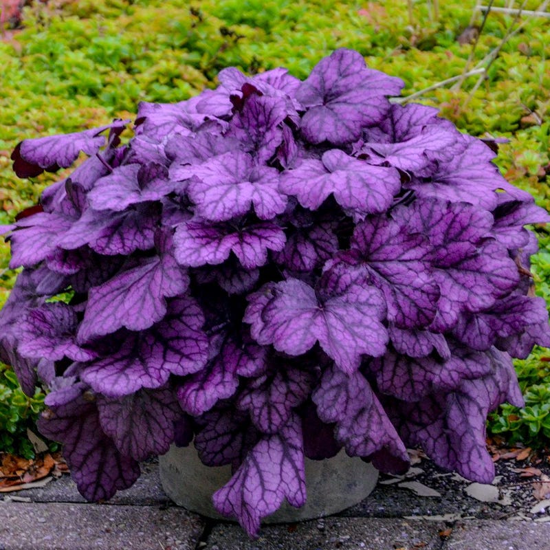 Heuchera - Etsy