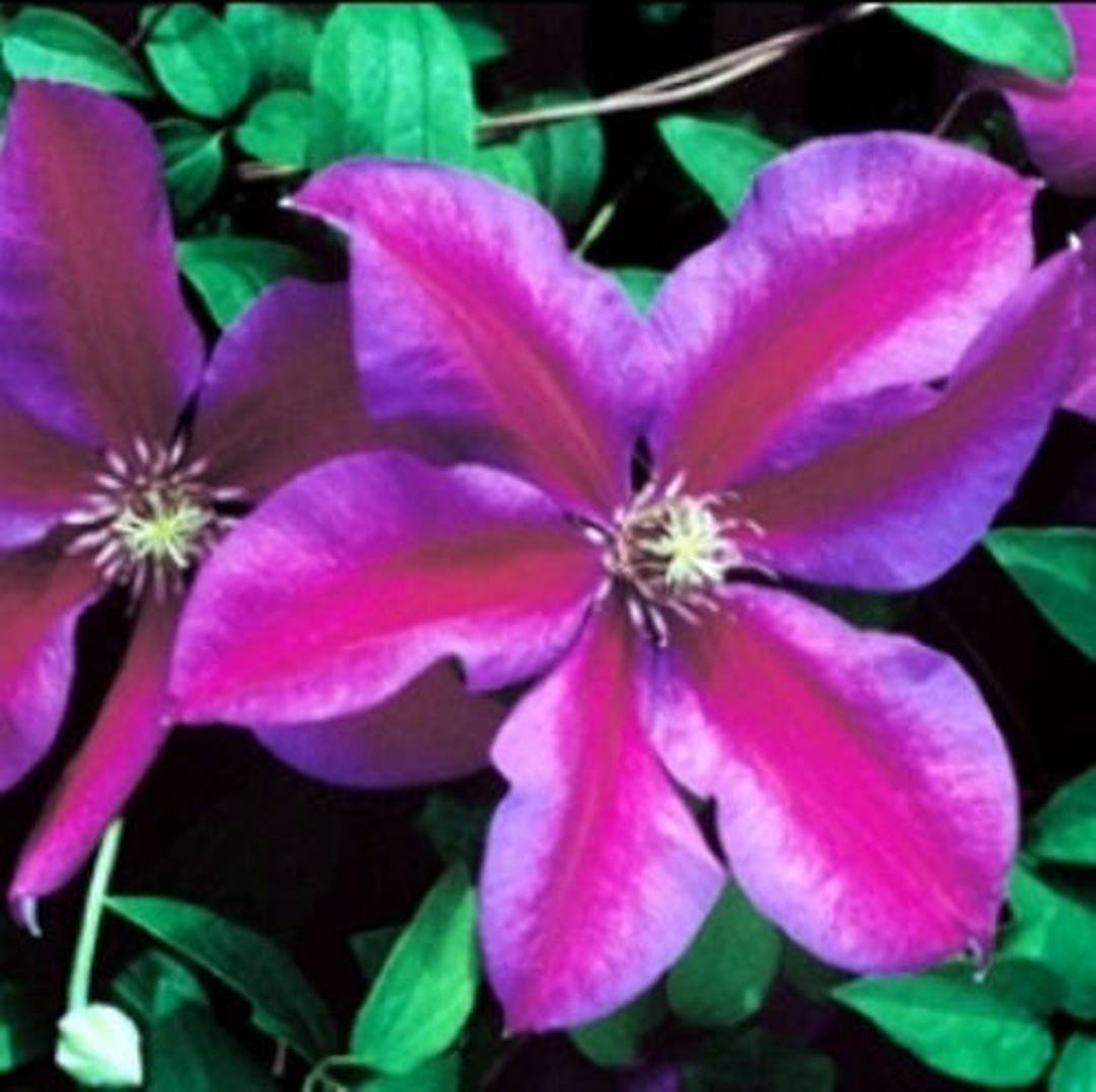CLEMATIS 'MRS. N. THOMPSON'. Plant. Perennial. - Etsy