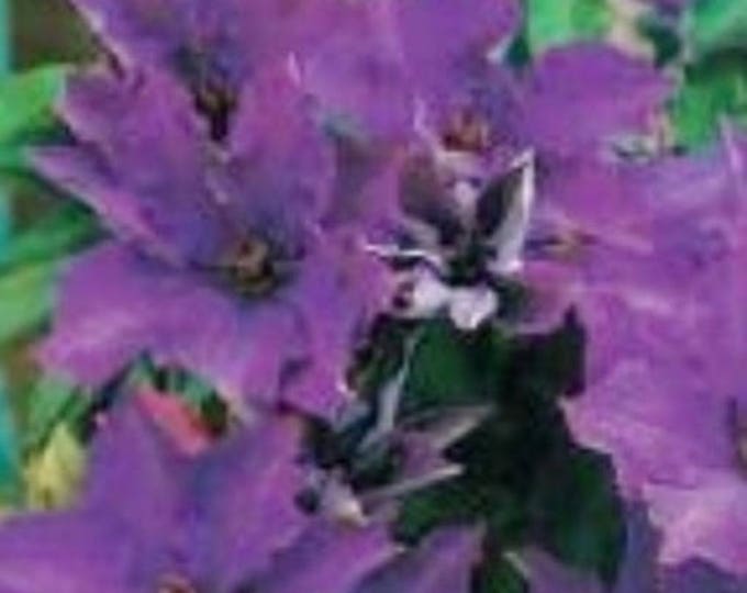 CLEMATIS 'EDDA'. Plant. Perennial. - Etsy