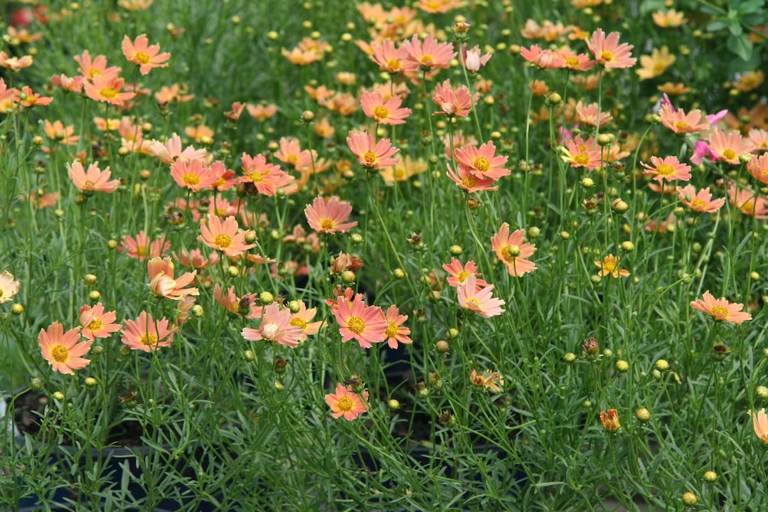 COREOPSIS 'CREAM CARAMEL'. Tickseed. Perennial. Plant. - Etsy