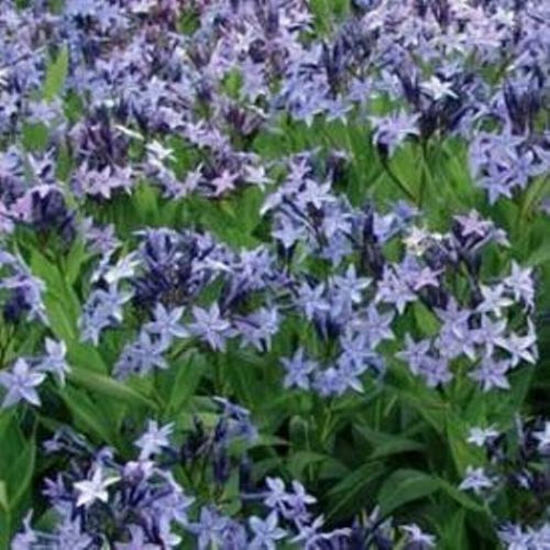 AMSONIA 'BLUE ICE' Blue Star. Perennial. Plant. - Etsy