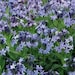 AMSONIA 'BLUE ICE' - Blue Star. Perennial. Plant. - Etsy