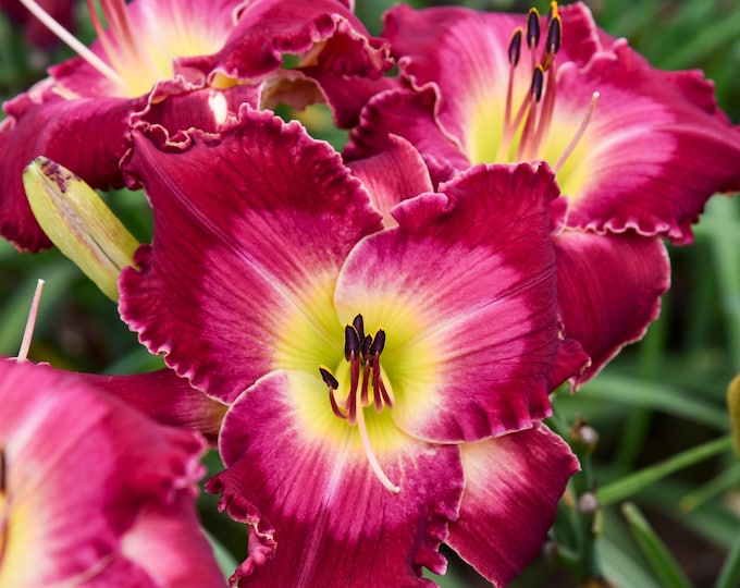 Hemerocallis 'BLOOD, SWEAT & TEARS' - Daylily. Perennial. Plant. - Etsy