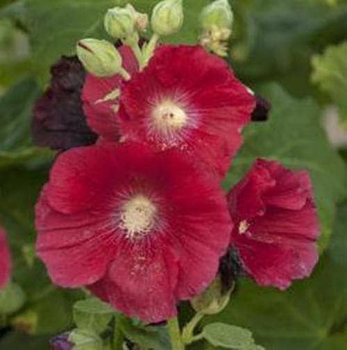 ALCEA 'MARS MAGIC' - Hollyhocks. Perennial. Plant. - Etsy