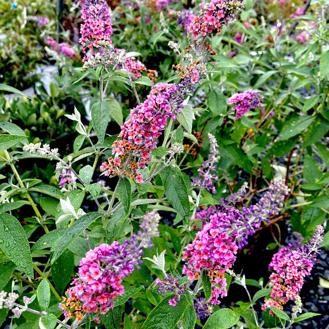 BUDDLEIA 'BICOLOR' - Butterfly Bush. Perennial. Plant. - Etsy