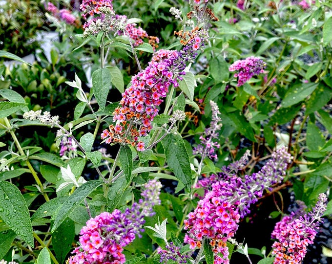BUDDLEIA 'BICOLOR' - Butterfly Bush. Perennial. Plant. - Etsy