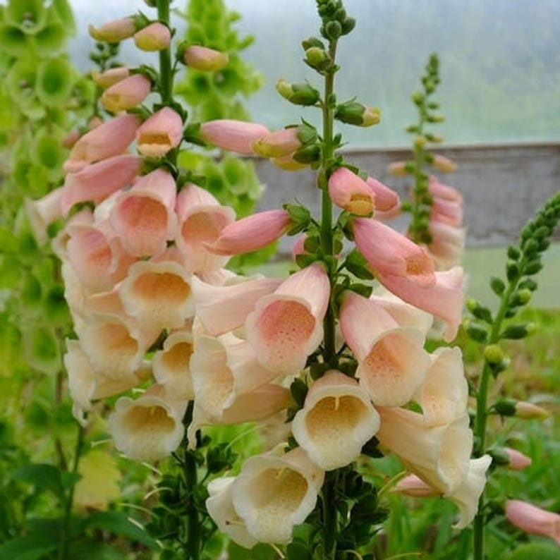 DIGITALIS 'DALMATIAN PEACH' Foxglove. Perennial. Plant. - Etsy