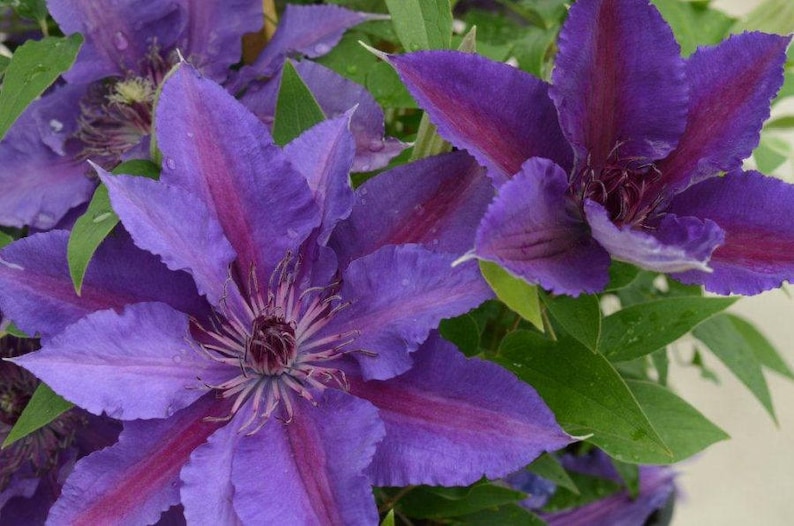 CLEMATIS 'EDDA'. Plant. Perennial. - Etsy