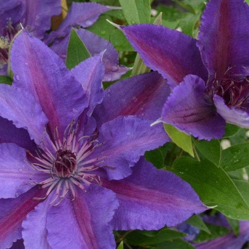 Clematis Plant - Etsy