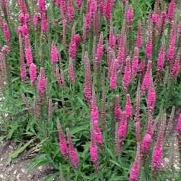 Veronica Plant - Etsy