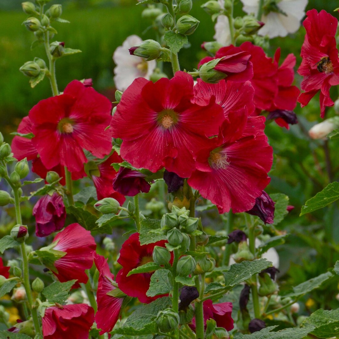 ALCEA 'MARS MAGIC' - Hollyhocks. Perennial. Plant. - Etsy