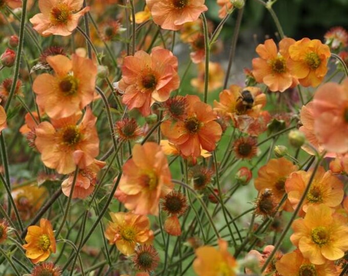 GEUM 'TOTALLY TANGERINE - Starter Plant - Dormant - Etsy
