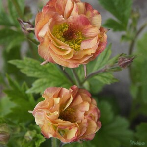 GEUM 'MAI TAI'. Perennial. Plant. - Etsy