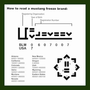 BLM Mustang Custom Wood Horse Stall Sign | Barn Stall Name Plaque ...