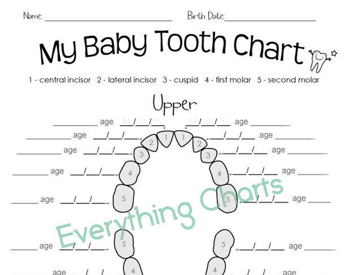 Baby Tooth Chart - Pdf/printable - Etsy