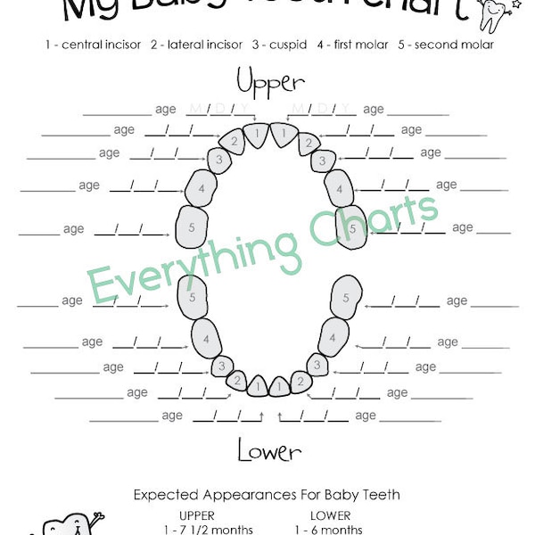 Baby Tooth - Etsy