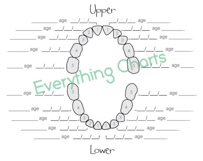 Baby Tooth Chart Pdf/printable - Etsy