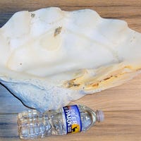 Rare Natural Real Pair 31" * 21" * 13" TRIDACNA GIGAS Sea Shell 1940s ...