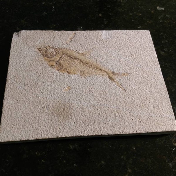 Fish Fossil - Etsy