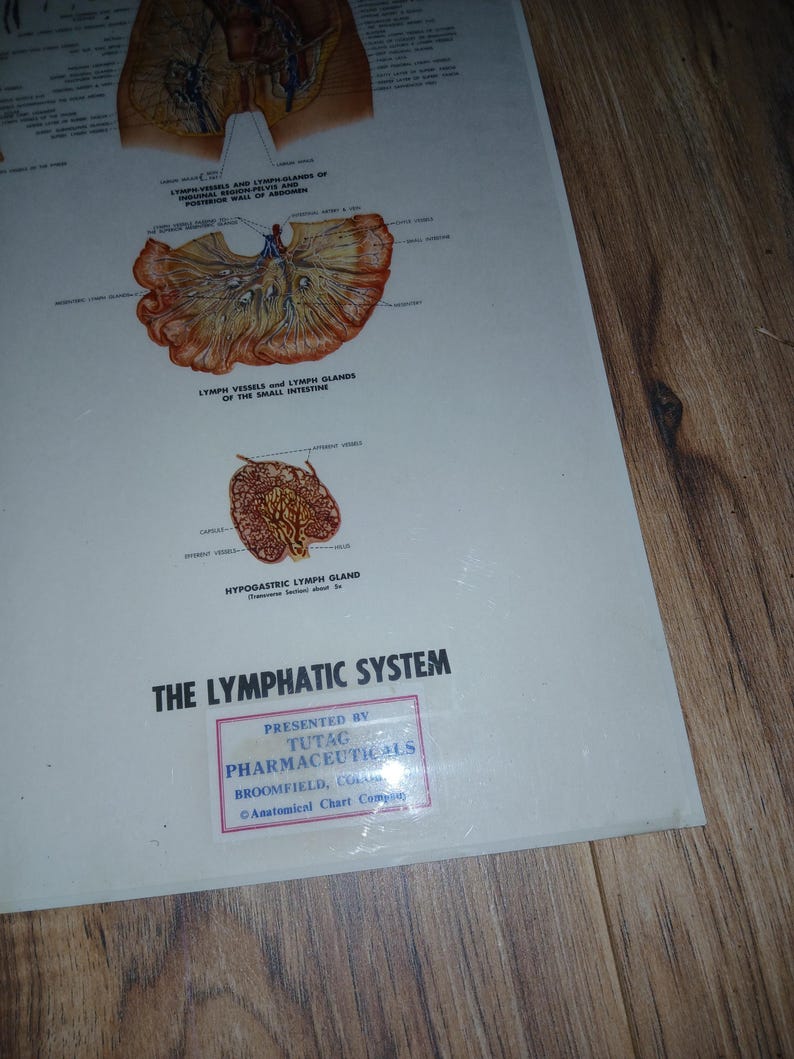 Vintage Anatomical Chart the Lymphatic System - Etsy