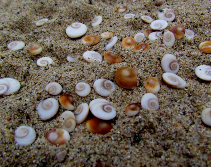 Shiva Seashells-green Cat Eye Shells-seashells for Crafting-seashells ...