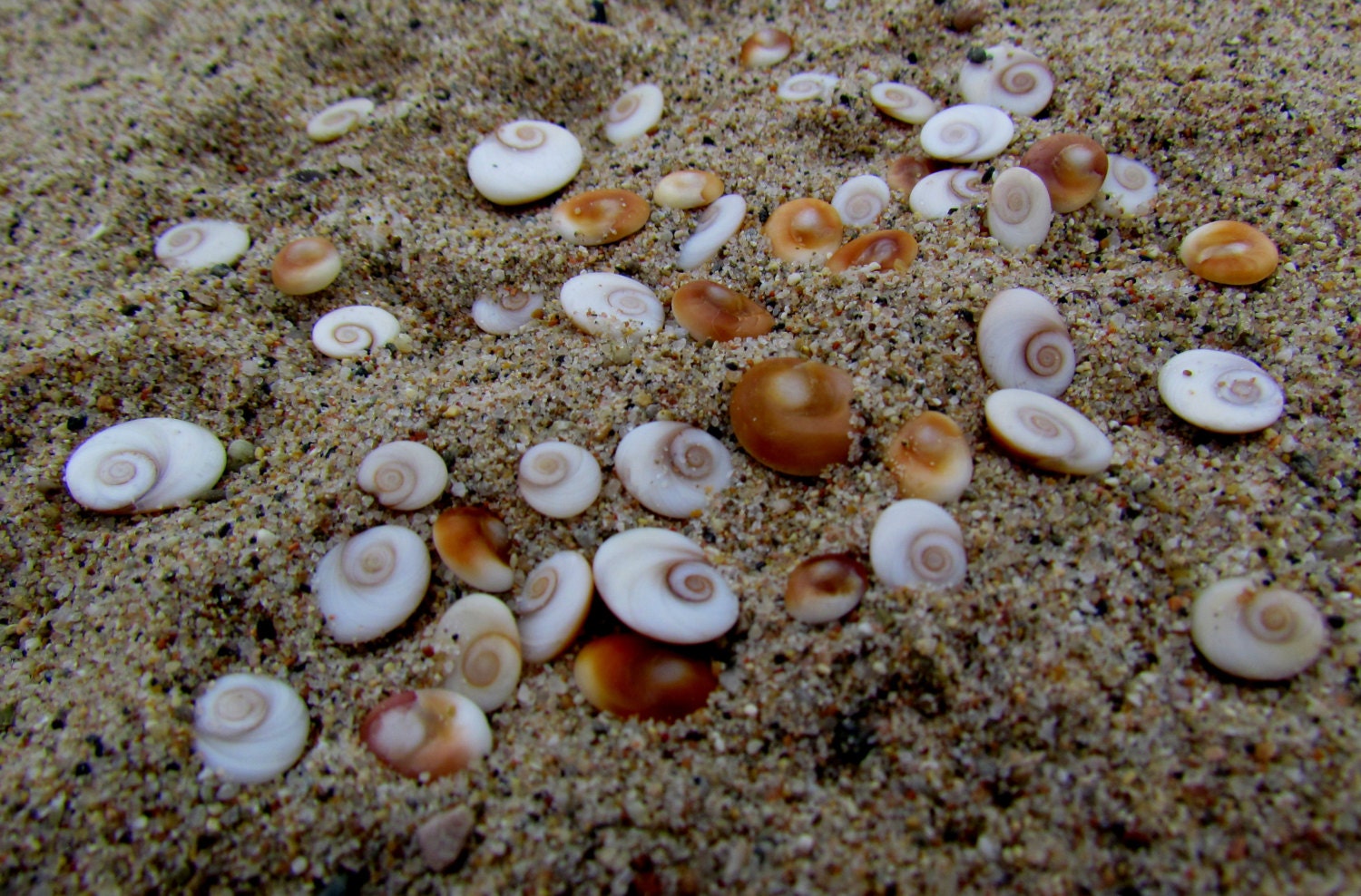 Shiva Seashells Brown Cat Eye Shells Seashell Supply Craft Seashells ...