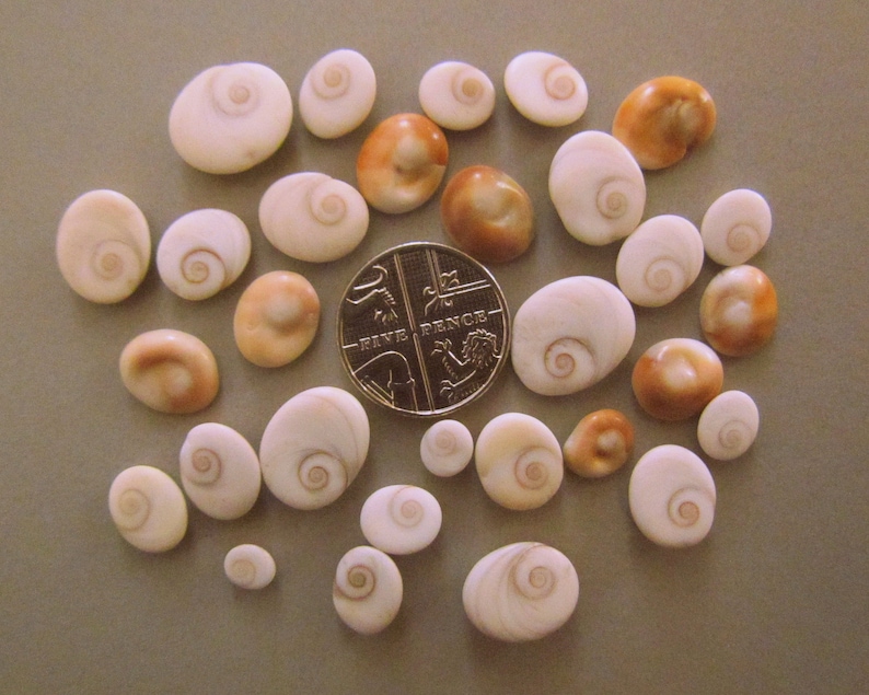 Shiva Seashells Brown Cat Eye Shells Seashell Supply Craft Seashells ...