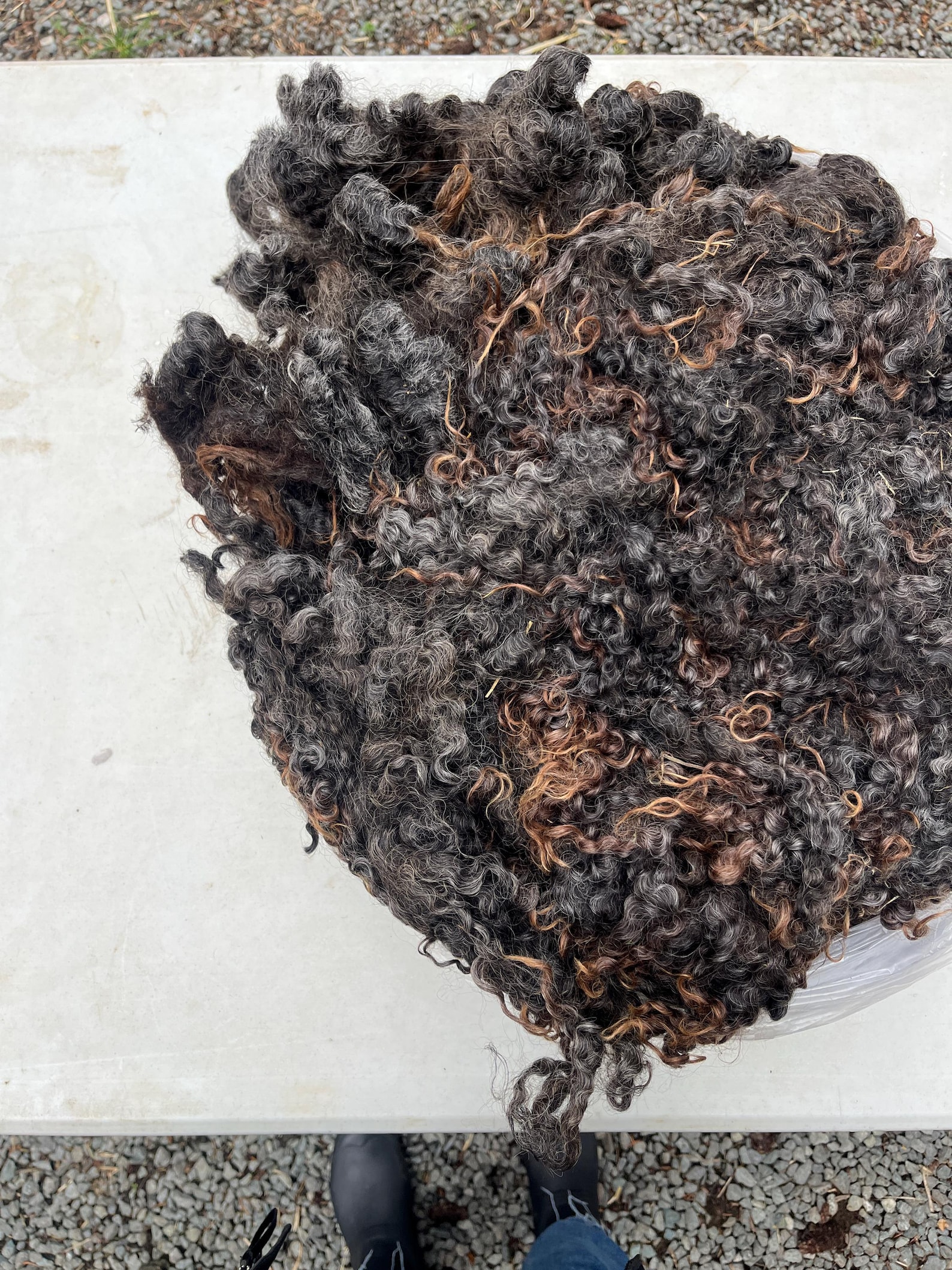 Holly #683 - 6.5lb Wensleydale Raw Fleece Natural Charcoal Wool Fiber ...