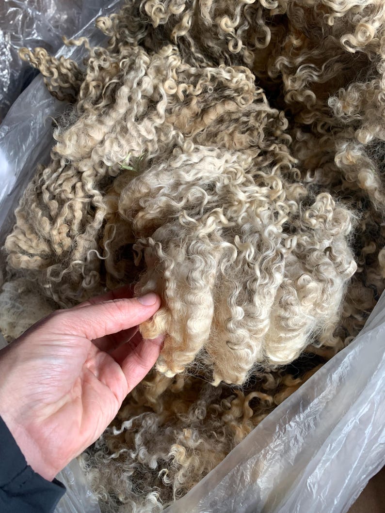 770 - Wensleydale Raw Fleece Natural White Wool Fiber 3/29/24 - Etsy