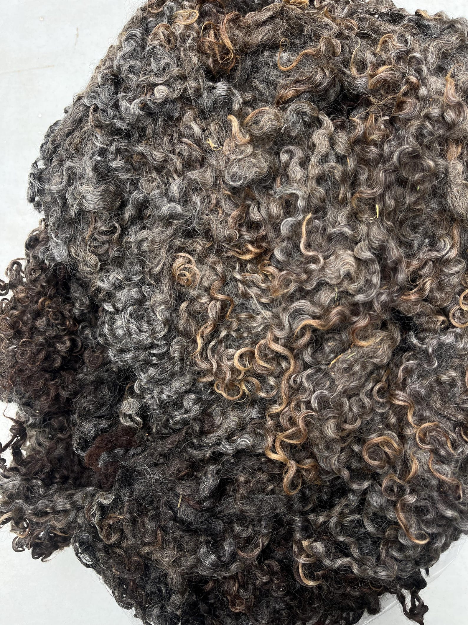 Holly #683 - 6.5lb Wensleydale Raw Fleece Natural Charcoal Wool Fiber ...