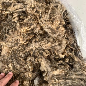 884 REDBUD - Wensleydale Raw Fleece Natural White Wool Fiber 11/15/23 ...